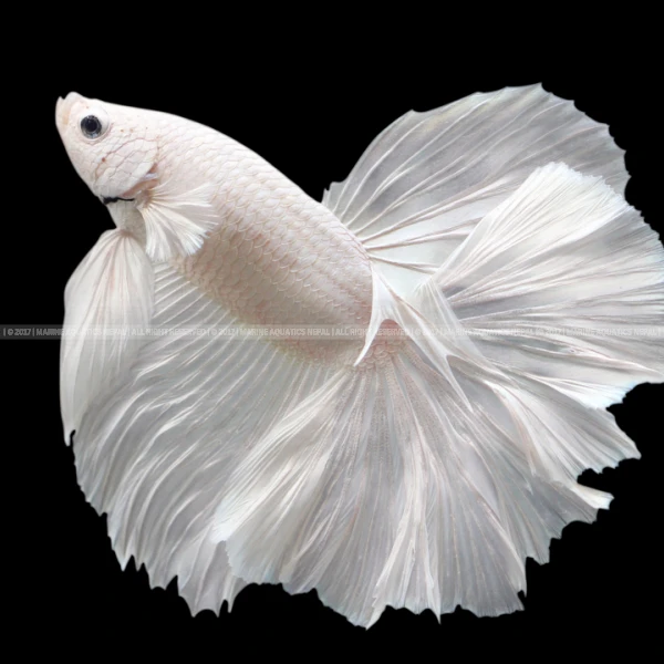 Marine Aquatics Nepal