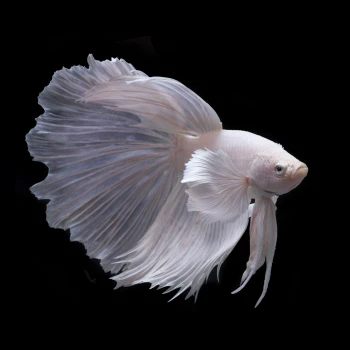 Marine Aquatics Nepal