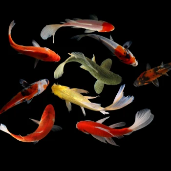 Marine Aquatics Nepal