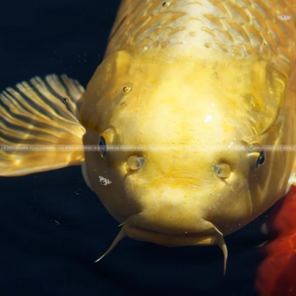 Marine Aquatics Nepal