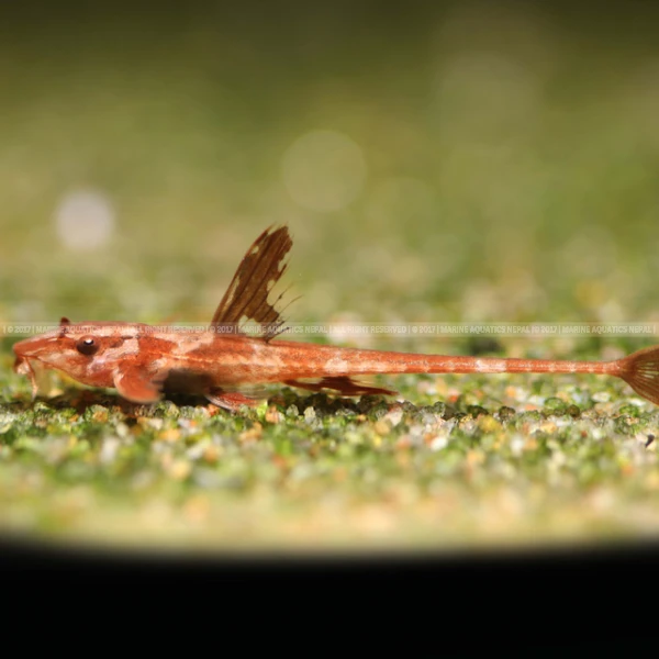 Marine Aquatics Nepal