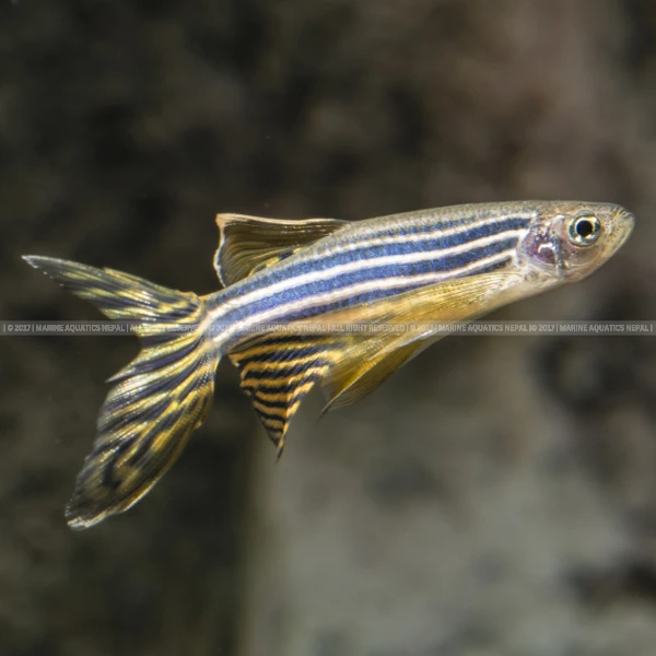 Marine Aquatics Nepal