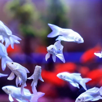 Marine Aquatics Nepal