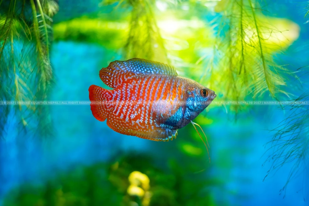 Neon Blue Dwarf Gourami