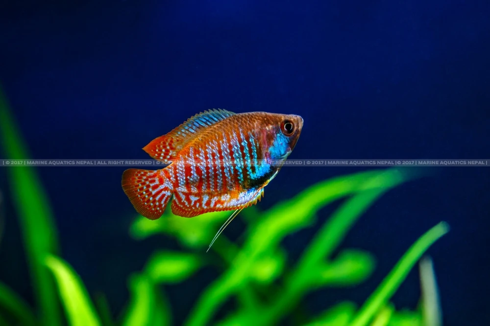 Marine Aquatics Nepal