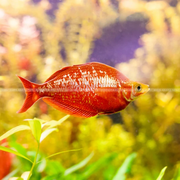 Marine Aquatics Nepal