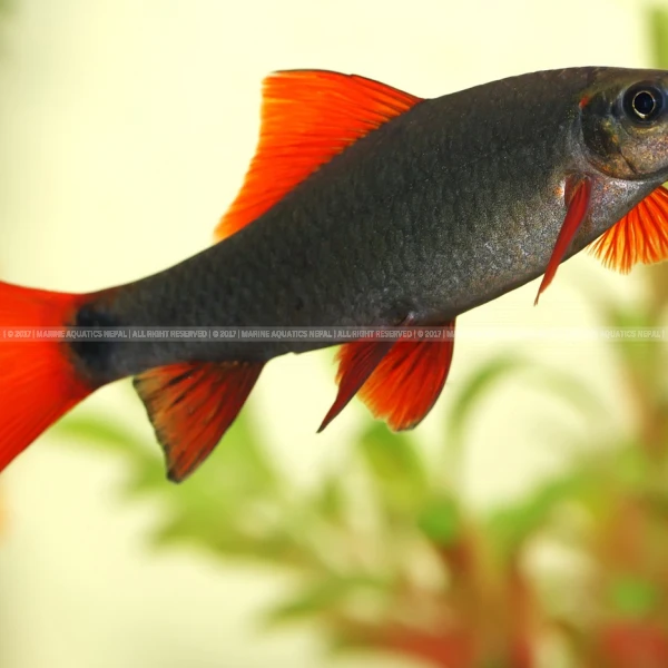 Marine Aquatics Nepal