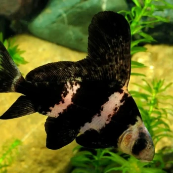 Marine Aquatics Nepal