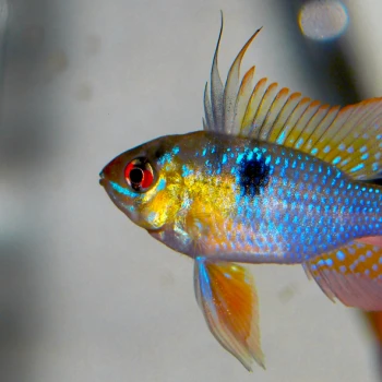 Marine Aquatics Nepal