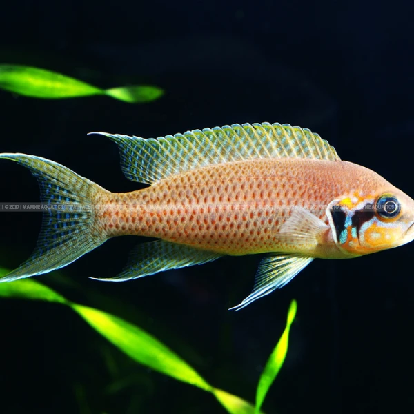 Marine Aquatics Nepal