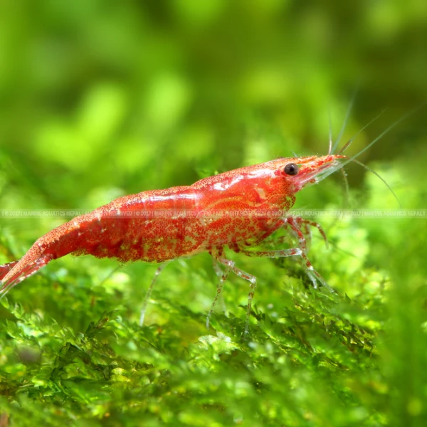 Marine Aquatics Nepal