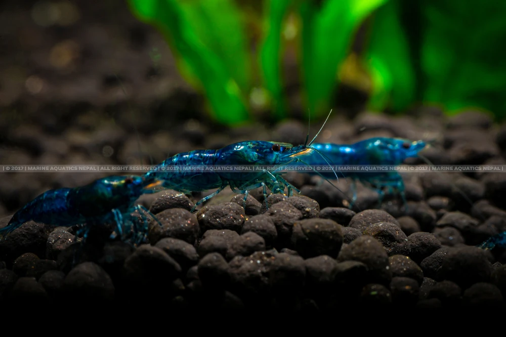 Marine Aquatics Nepal