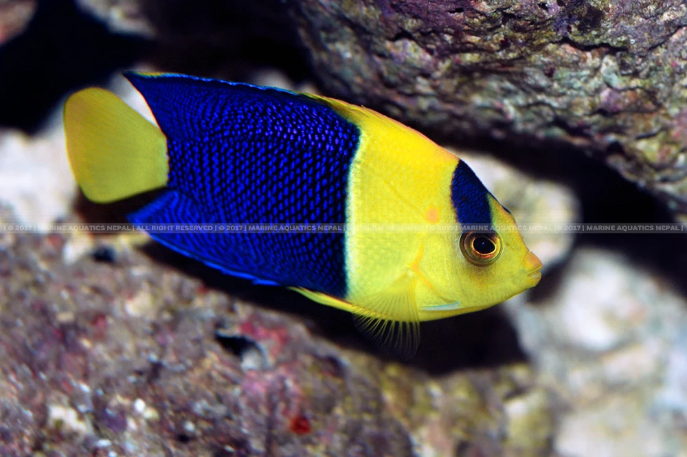 Marine Aquatics Nepal