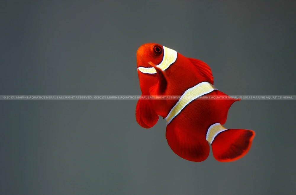 Marine Aquatics Nepal