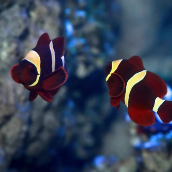 Marine Aquatics Nepal