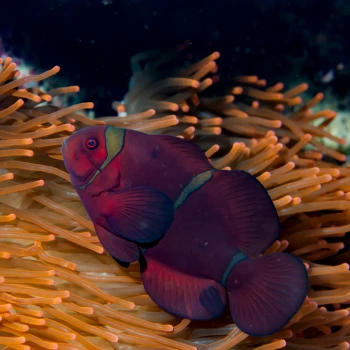 Marine Aquatics Nepal