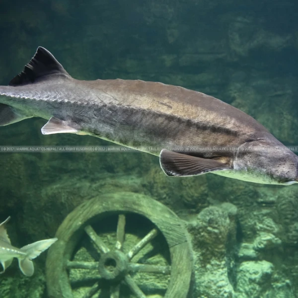 Marine Aquatics Nepal