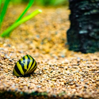 Marine Aquatics Nepal