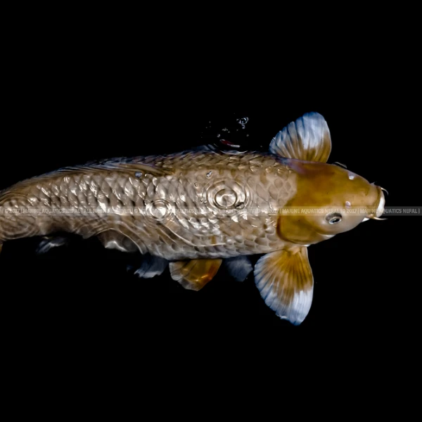 Marine Aquatics Nepal