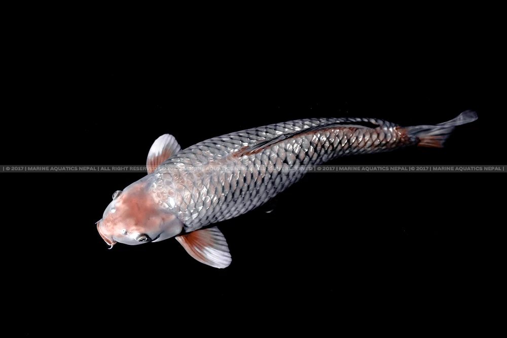 Marine Aquatics Nepal