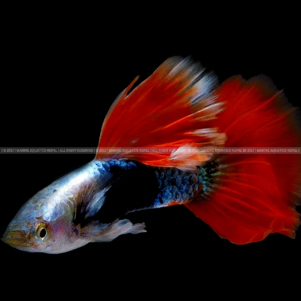 Marine Aquatics Nepal