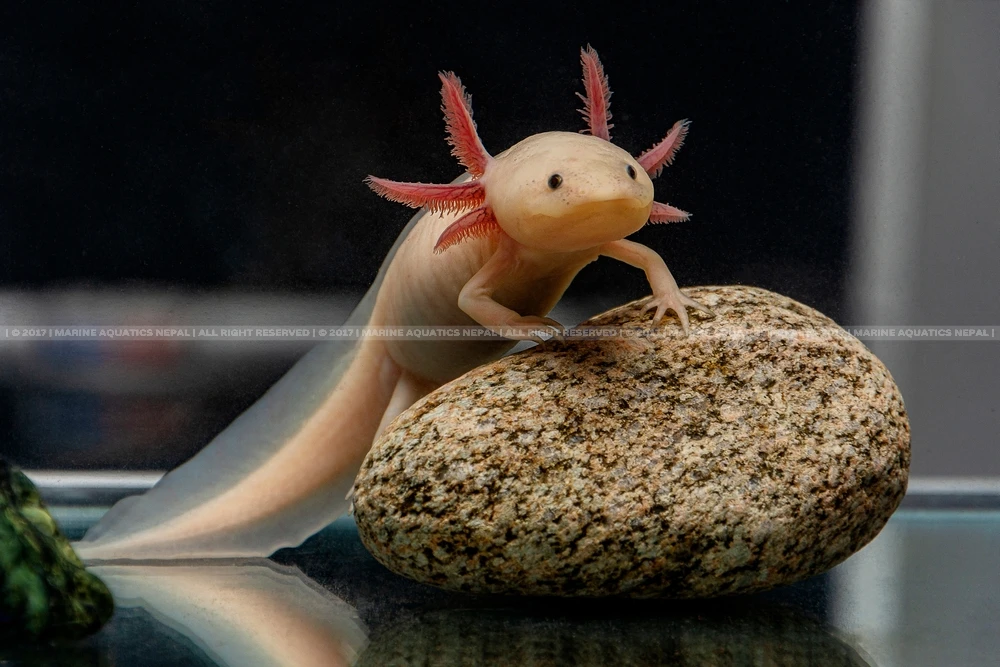 Marine Aquatics Nepal