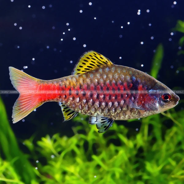 Marine Aquatics Nepal