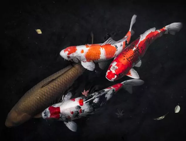 Marine Aquatics Nepal